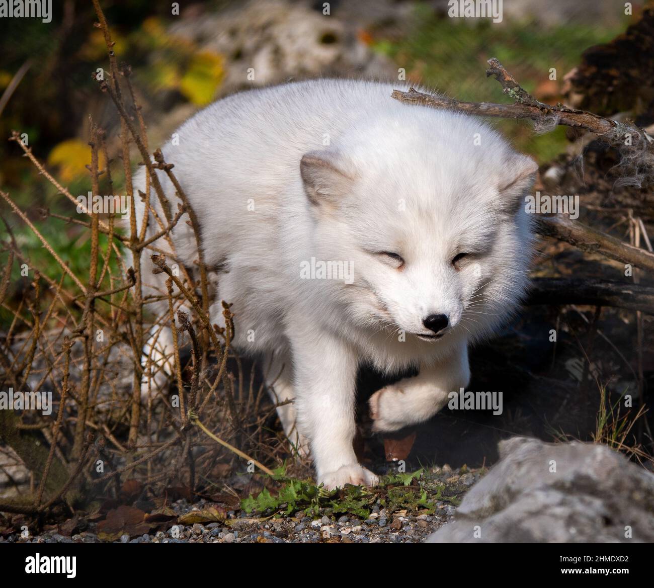 Polar grass hi-res stock photography and images - Alamy