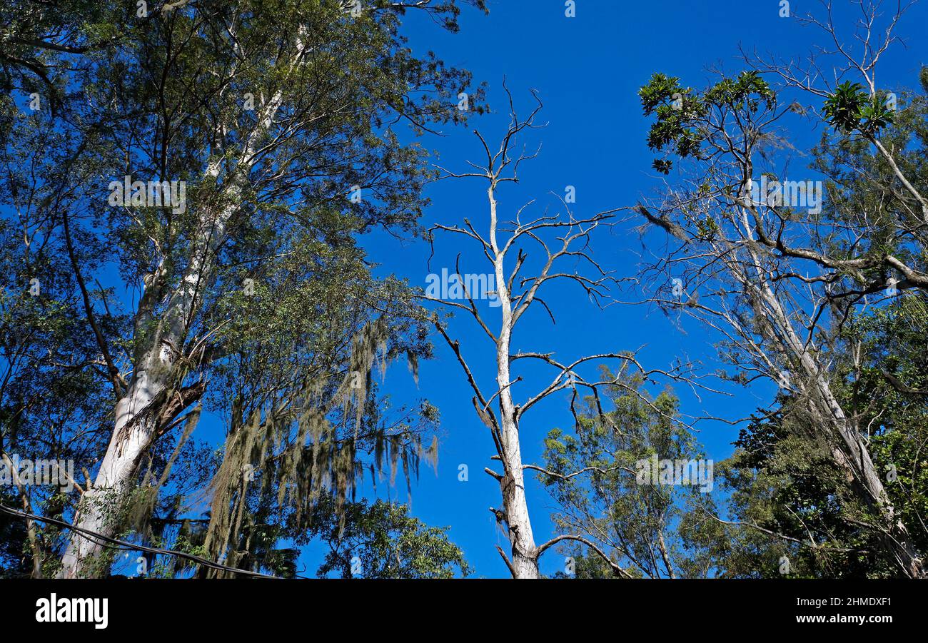 Dead tree on tropical rainforest Stock Photo - Alamy