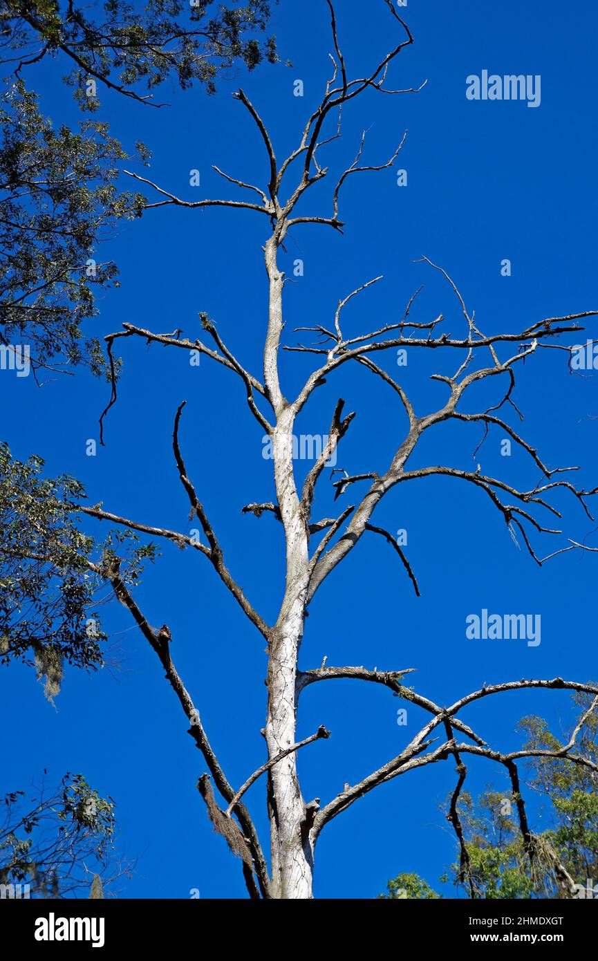 Tropical tree of death hi-res stock photography and images - Alamy