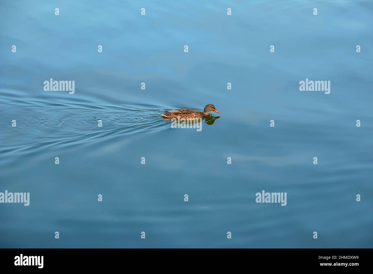 Pond ecosystem concept duck hi-res stock photography and images - Alamy