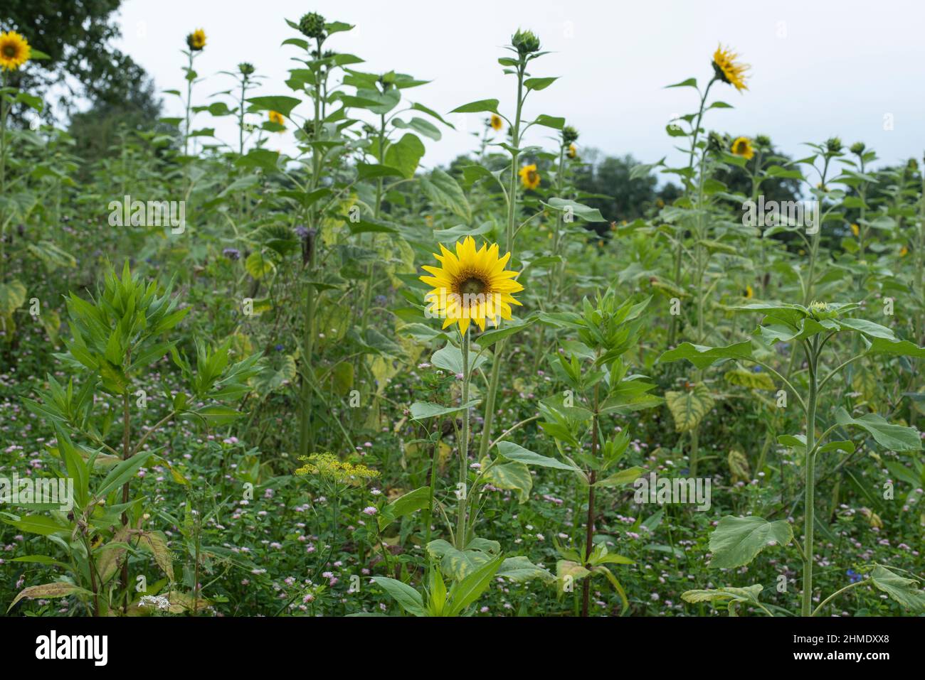 Blooming green manure field hi-res stock photography and images - Alamy