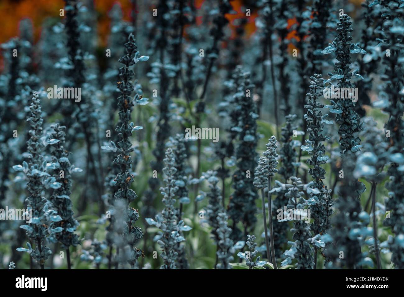 Real beauty nature photo background. Lamiaceae, Lavender field herb ...