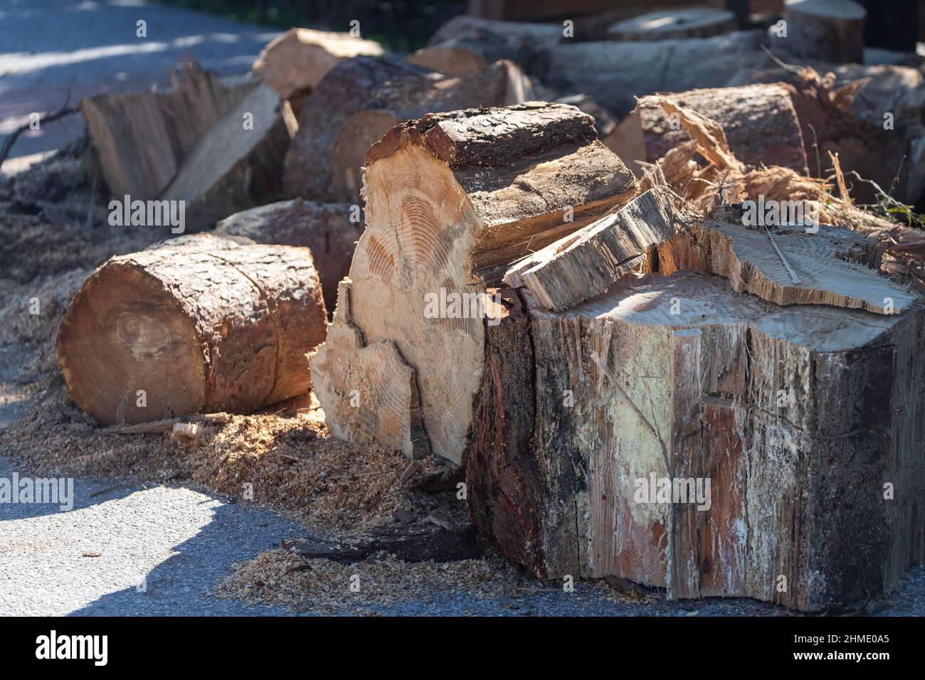 close-up sawn tree into small pieces. Background from sawn pieces of ...