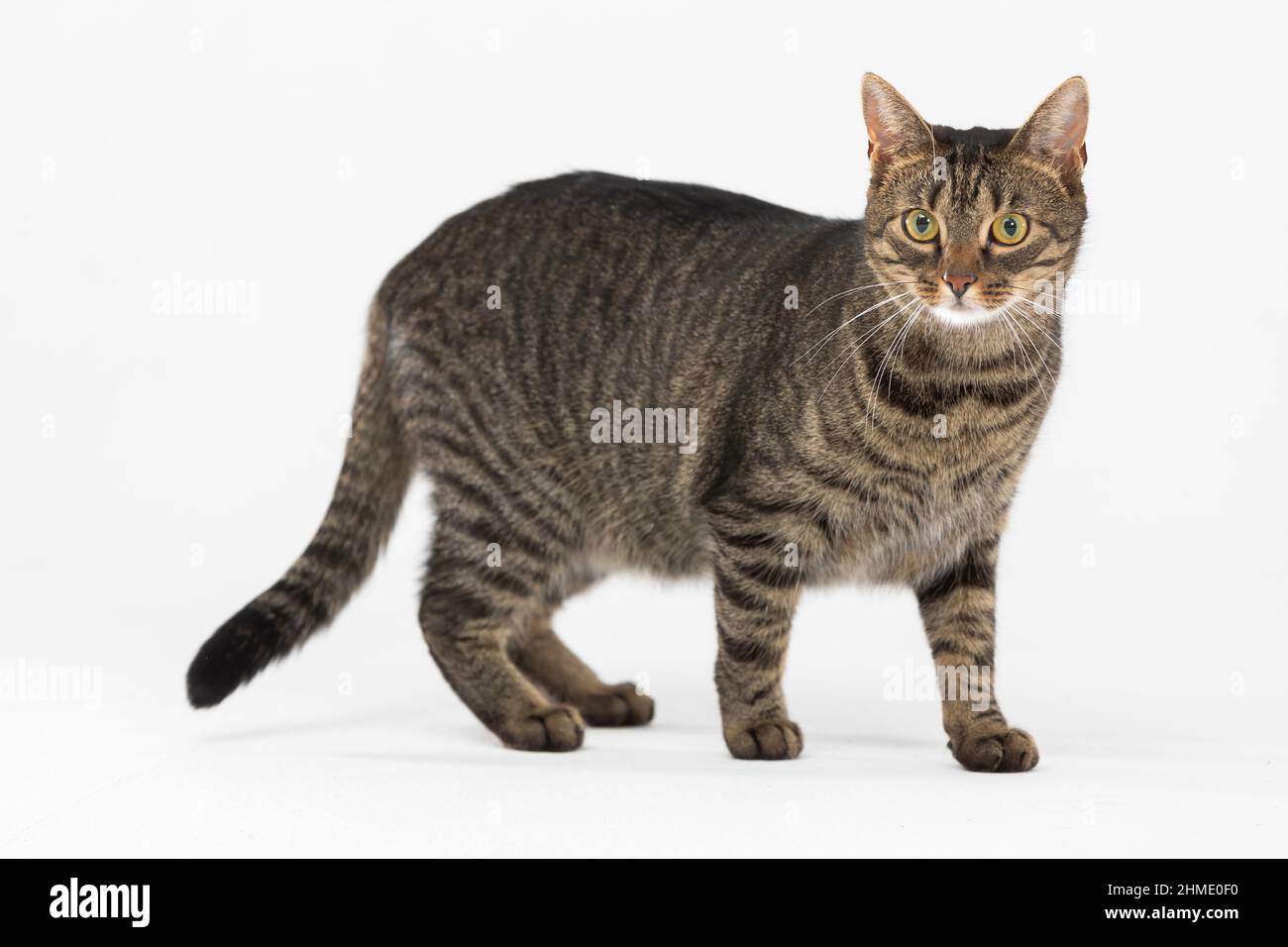 She-cat stands with her tail lowered against a white background and ...