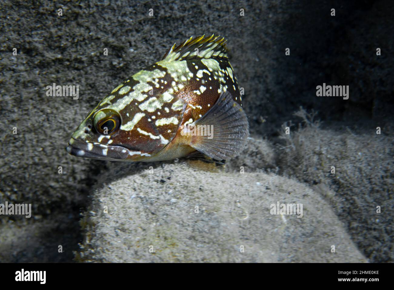 Close-up of grouper fish swimming underwater Stock Photo - Alamy