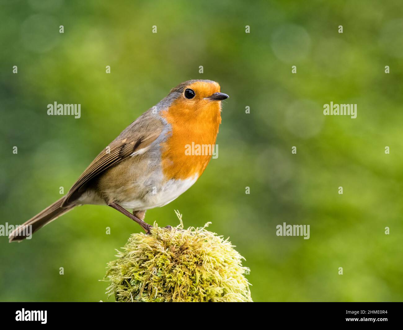 Robin foraging in mid Wales Stock Photo - Alamy