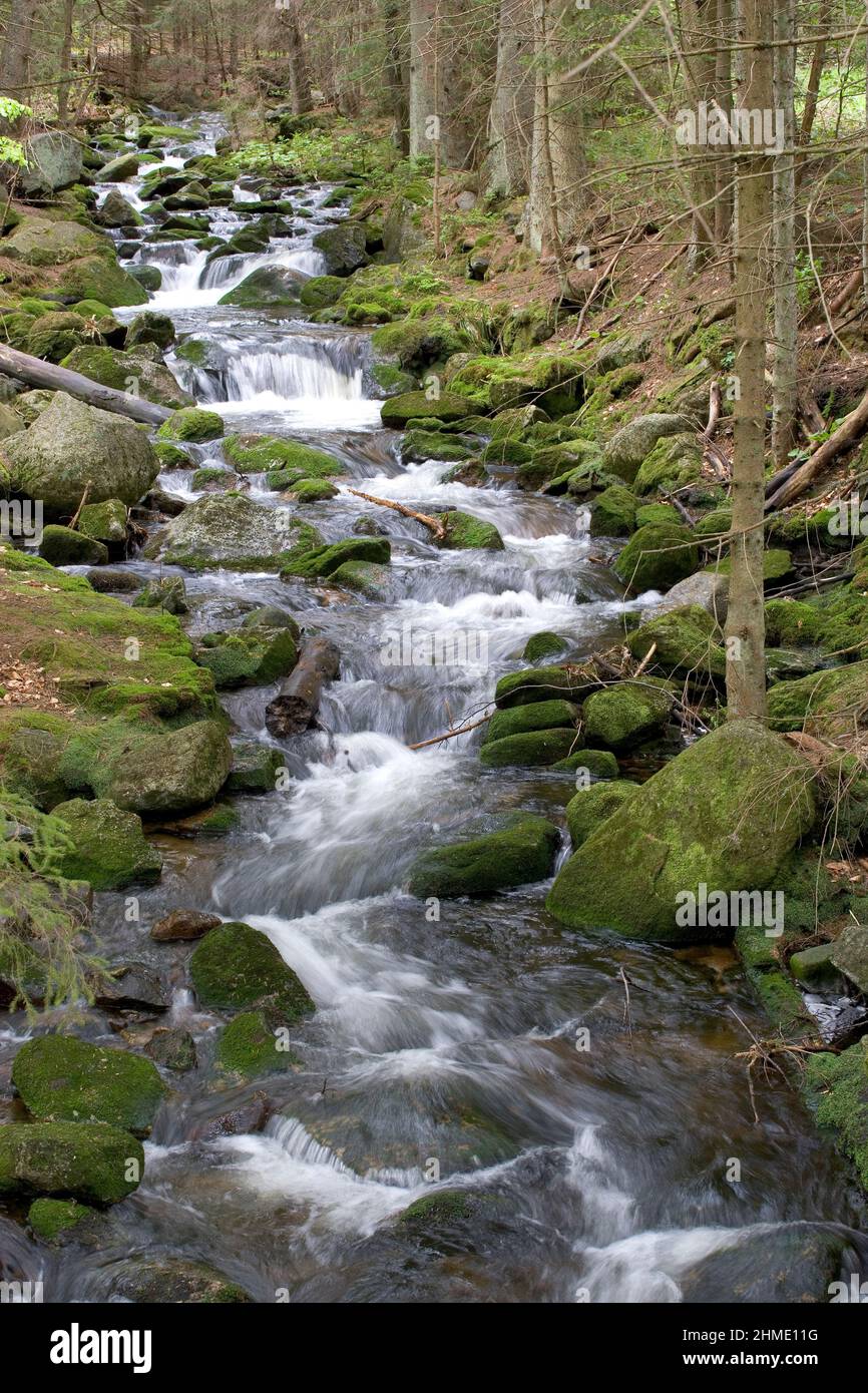 Bavarian Forest National Park (Nationalpark Bayerischer Wald), Germany ...