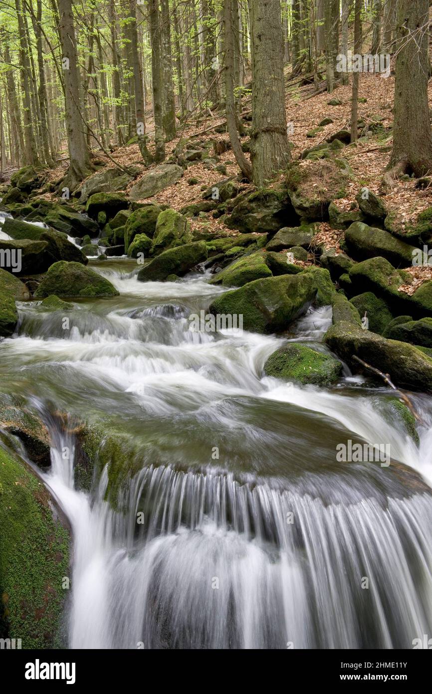 Bavarian Forest National Park (Nationalpark Bayerischer Wald), Germany ...