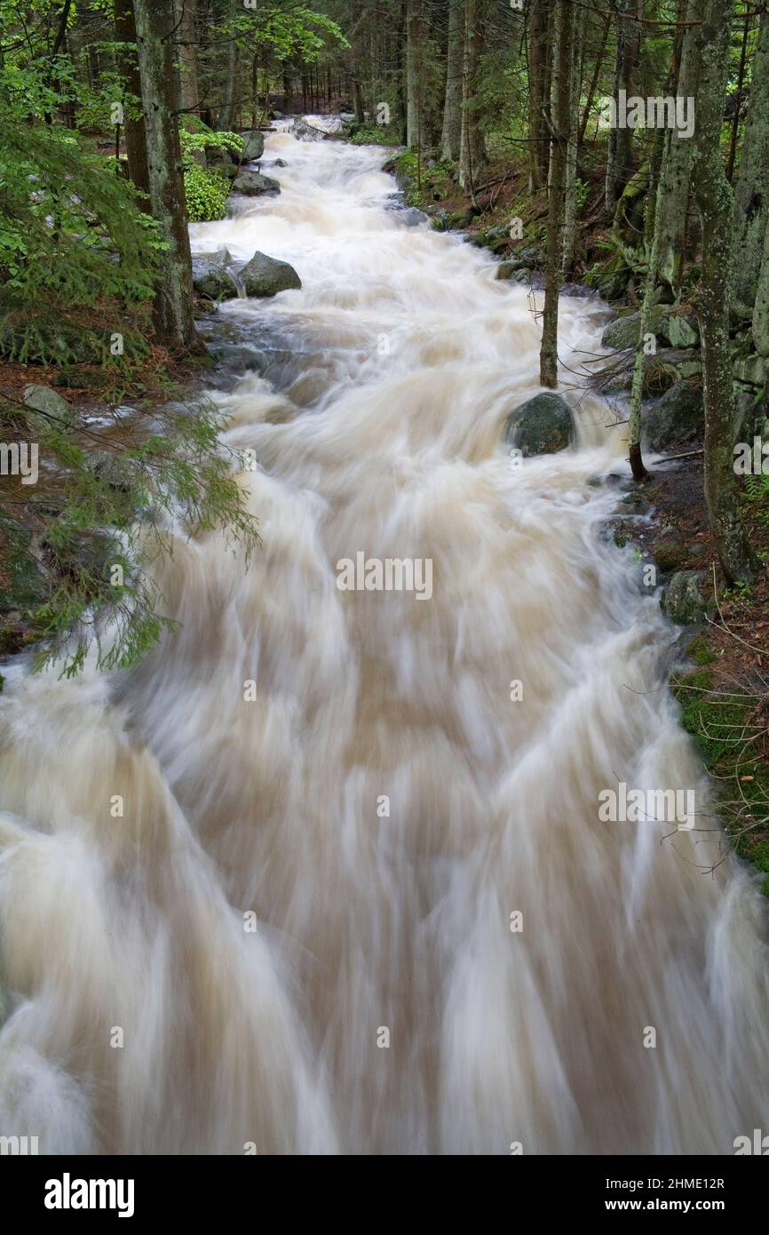 Bavarian Forest National Park (Nationalpark Bayerischer Wald), Germany ...