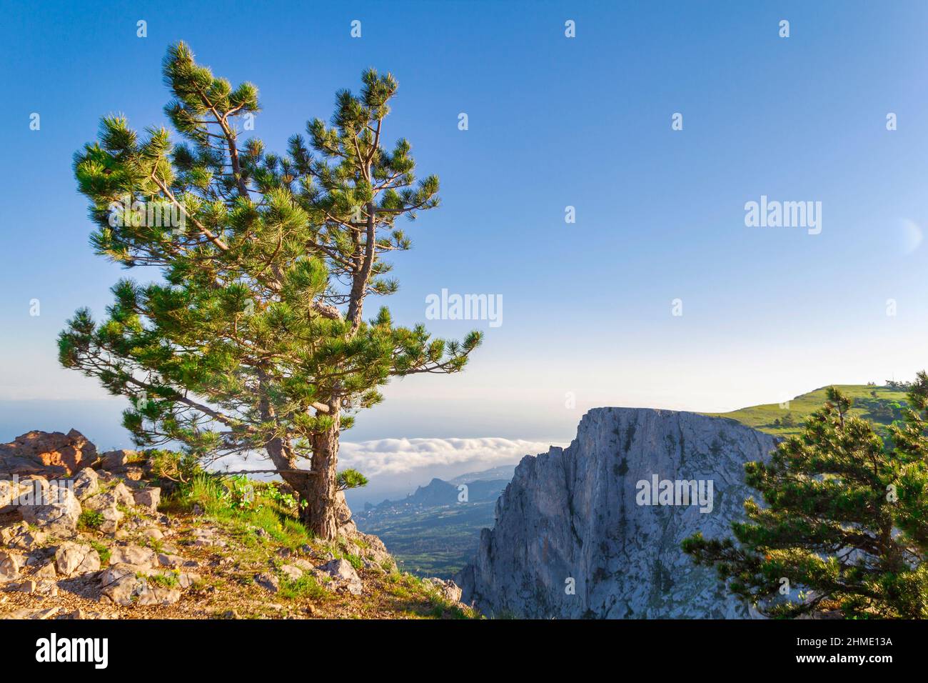 Relict tree hi-res stock photography and images - Alamy