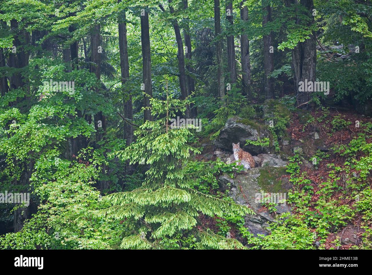 Bavarian Forest National Park (Nationalpark Bayerischer Wald), Germany ...