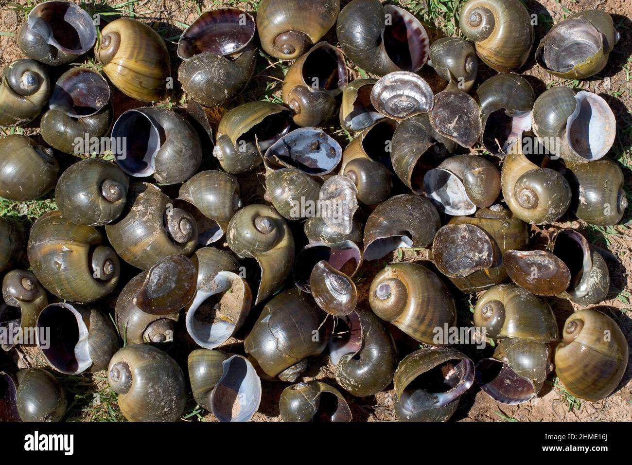 Snail-shell of Apple snail. Pantanal, the world largest wetland, Brazil ...