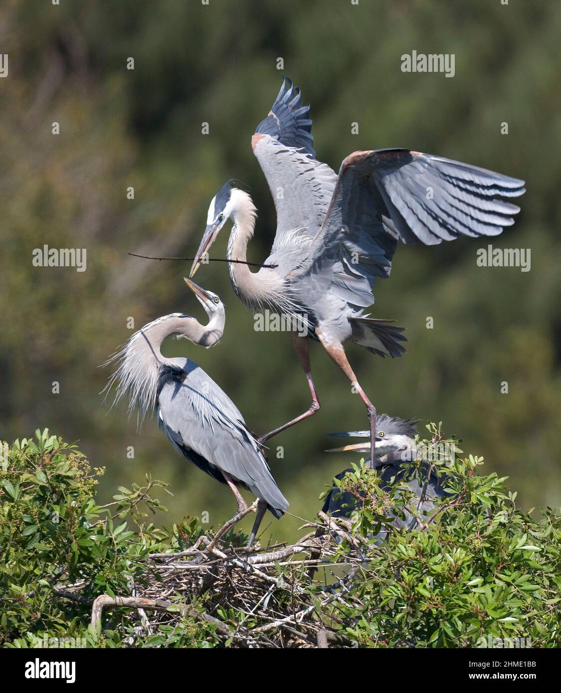 Venice bird rockery hi-res stock photography and images - Alamy