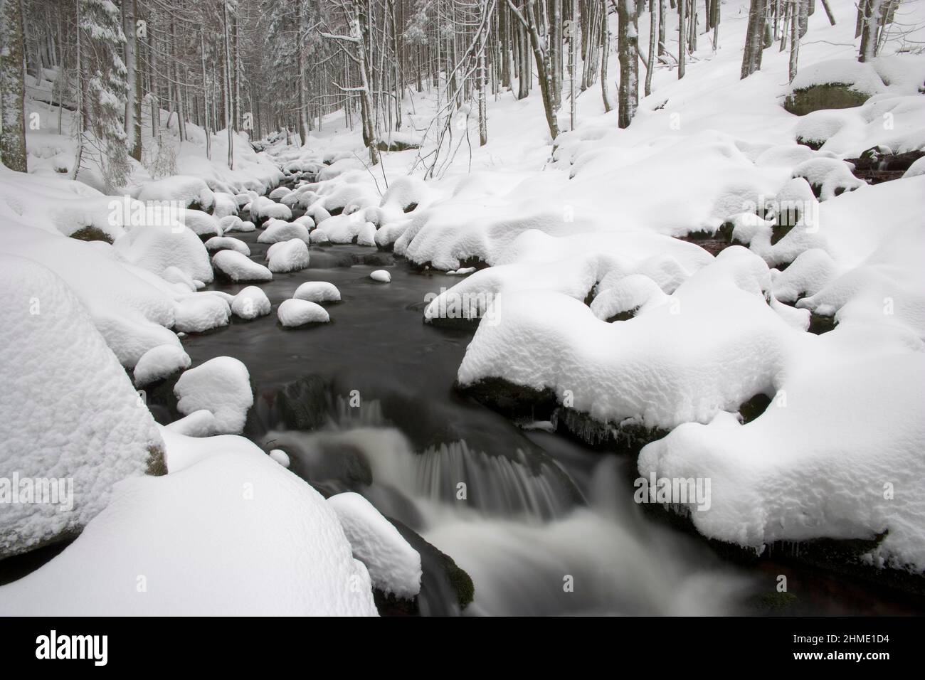 Winter in Bavarian National Park, Germany Stock Photo - Alamy
