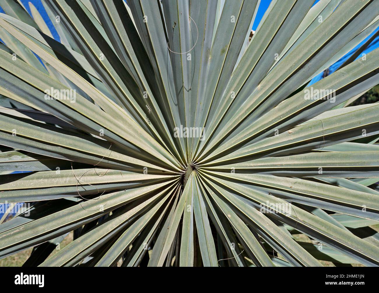 Fan leaf tree hi-res stock photography and images - Alamy