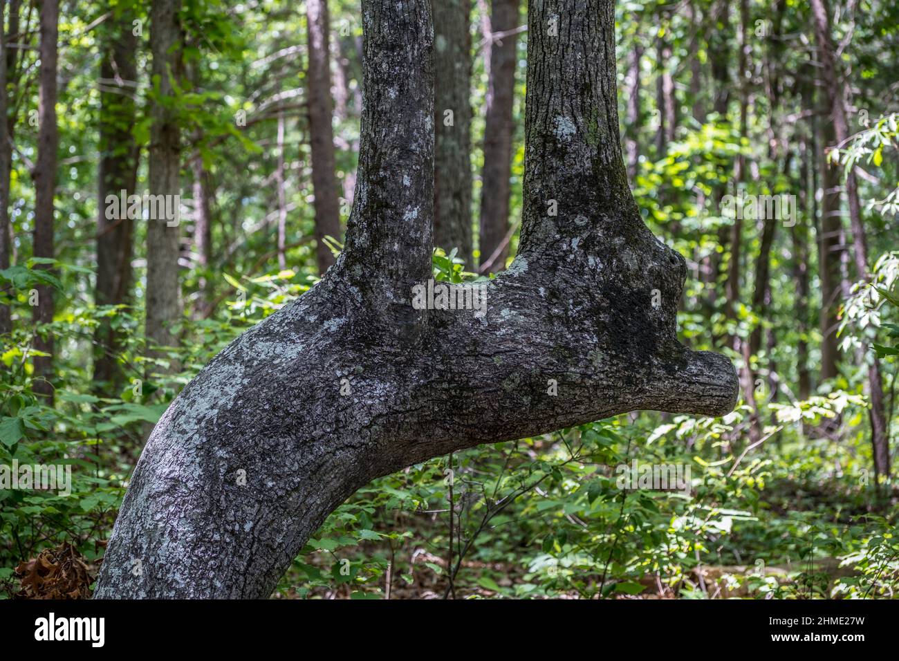 Unusual tree growing two trunks straight upwards on the curve of the ...