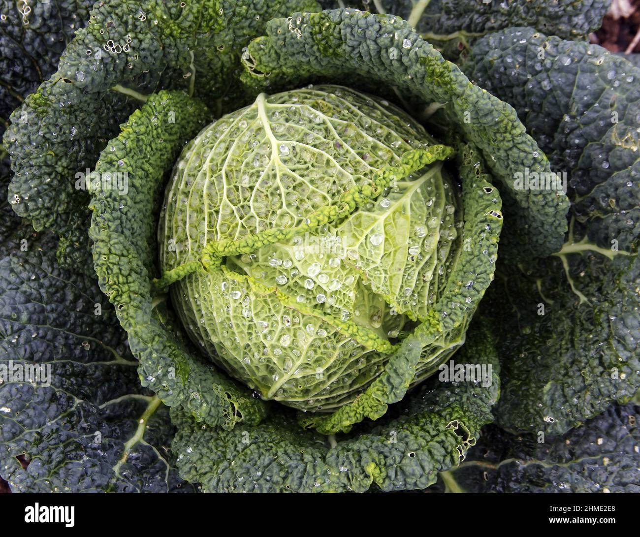 Allotmenteering hi-res stock photography and images - Alamy