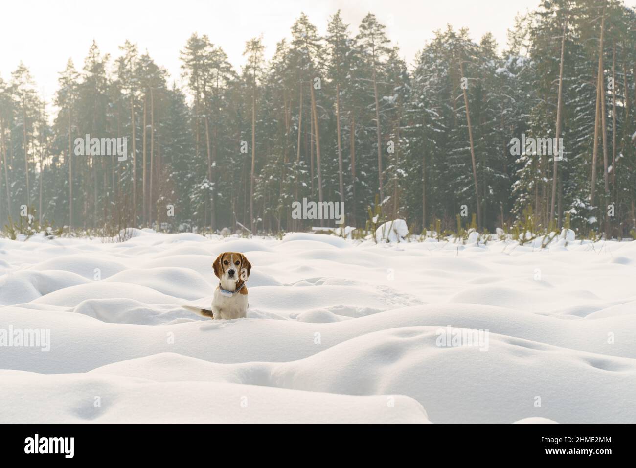 Cute tree color beagle dog walking on winter field full of snow Stock ...
