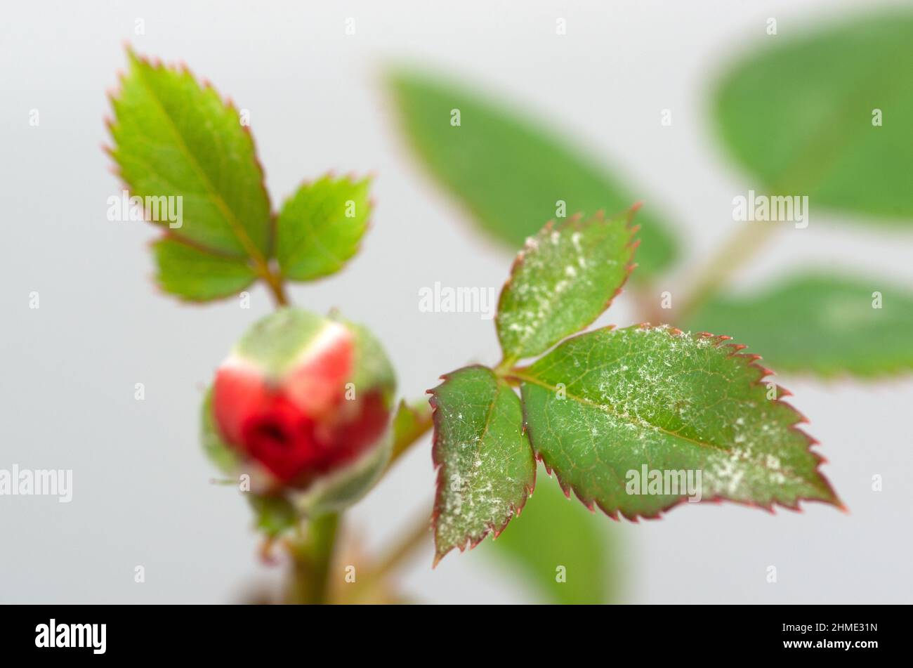 Rose disease gray mold on leaves Stock Photo - Alamy