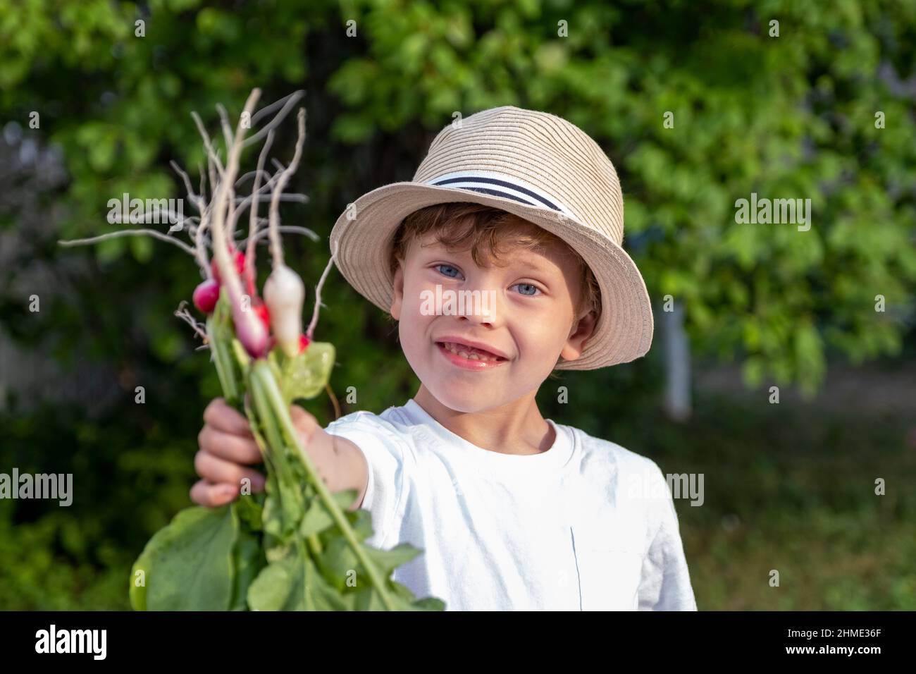 Young boy gardening at home showing his radish harvest. High quality ...