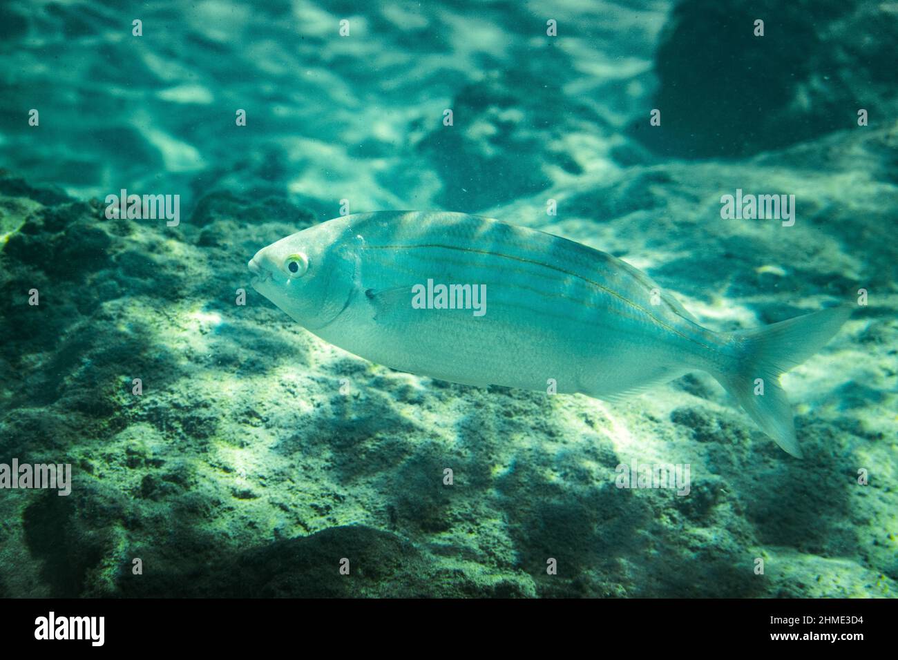 Salema porgy fish swim above rocks underwater in sea Stock Photo - Alamy