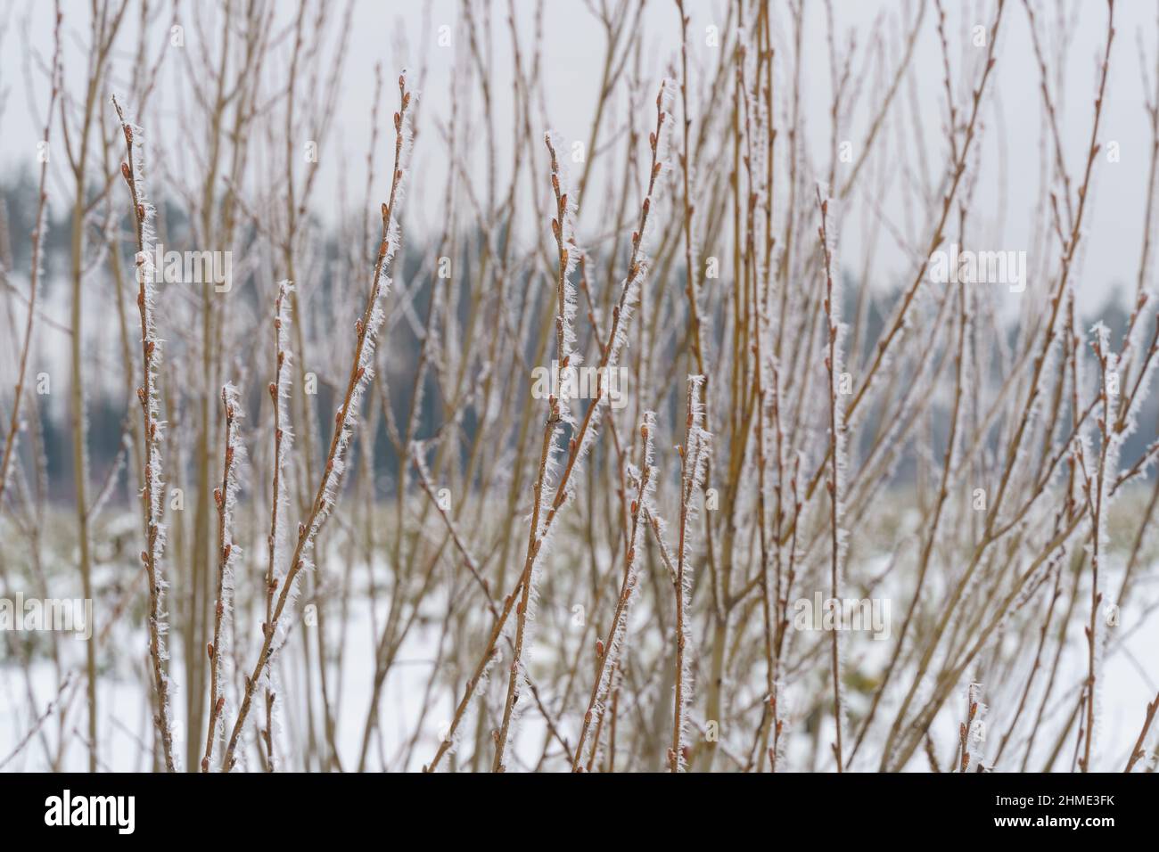 Branches of bush with Snow and rime ice. Cold snowy weather. Frosting ...