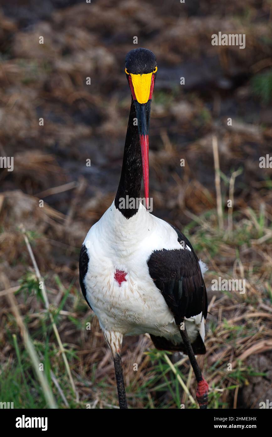 Saddle-billed stork; portrait, large wading bird; 59 inch height ...