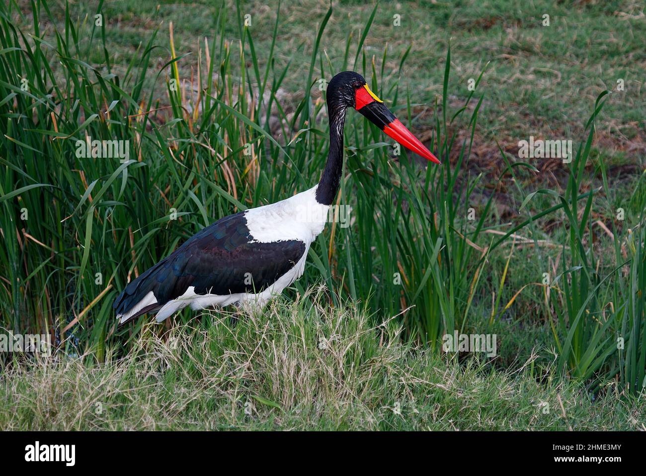 Saddle-billed stork; large wading bird; 59 inch height; large colorful ...