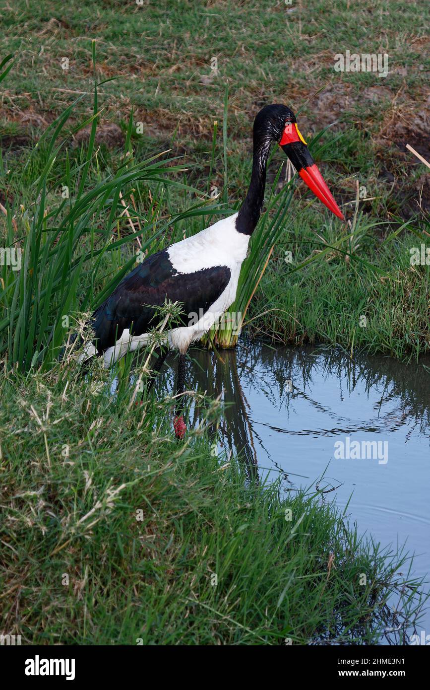 Saddle-billed stork; standing in water, large wading bird; 59 inch ...