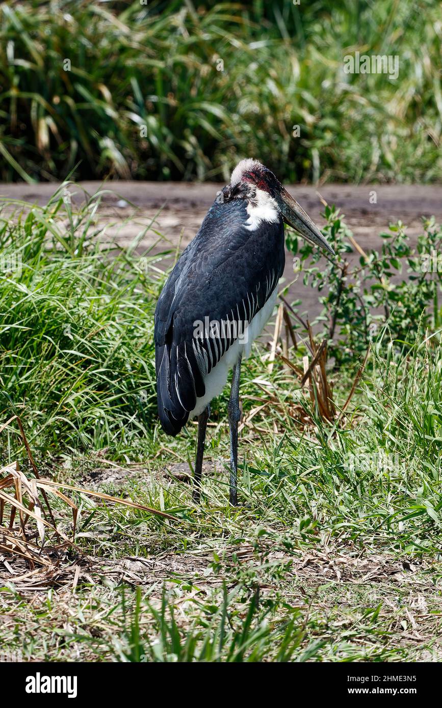 5 feet tall hi-res stock photography and images - Alamy