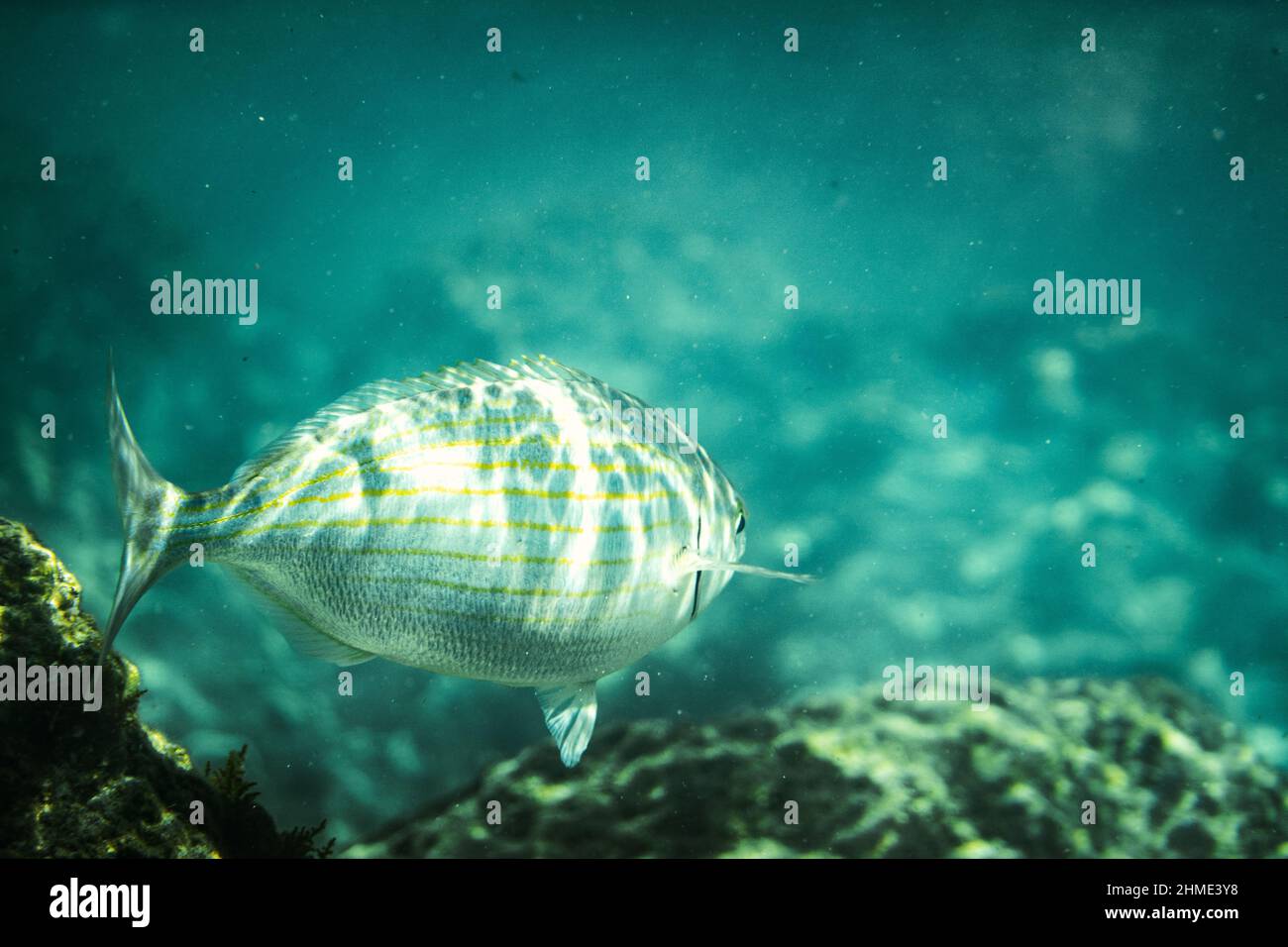 Salema porgy fish swim above rocks underwater in sea Stock Photo - Alamy