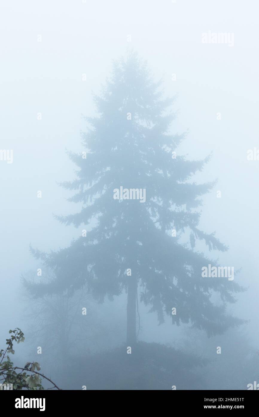 Thick fog single tree hi-res stock photography and images - Alamy