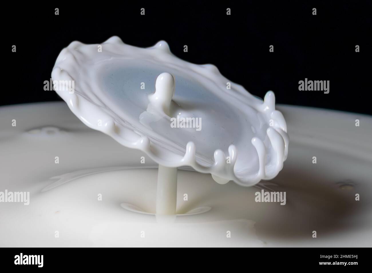 Milk drop splash on a black background with a slight shallow depth of ...