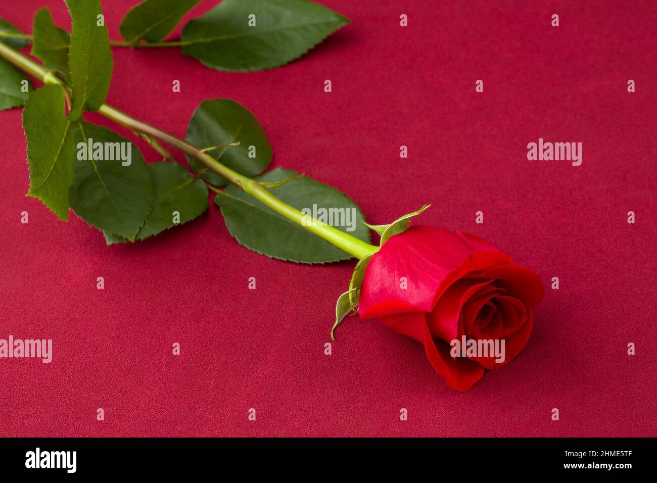 shot of a red rose Stock Photo - Alamy