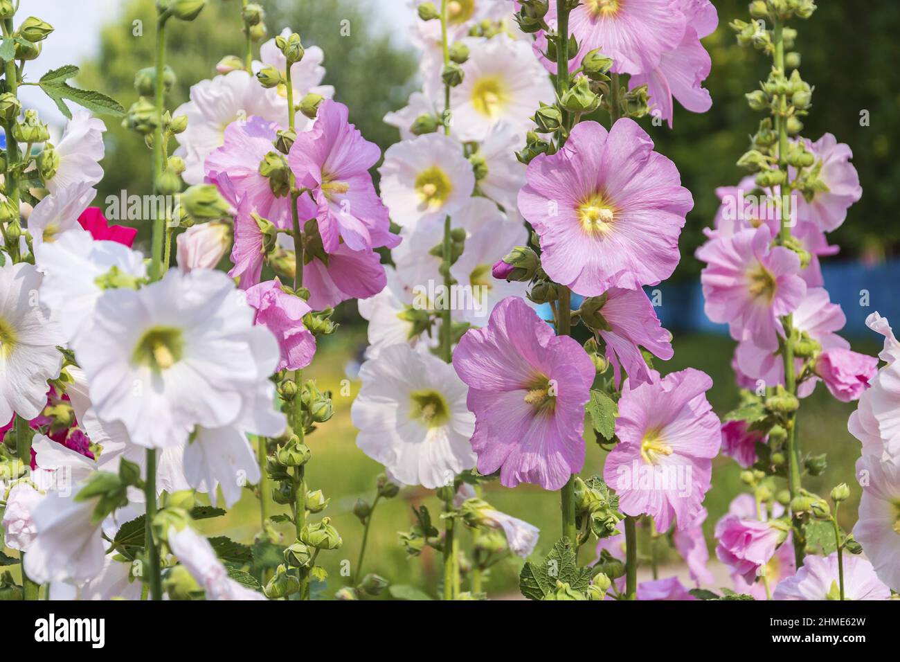 Summer background from blooming flowers of multi-colored mallow Stock ...