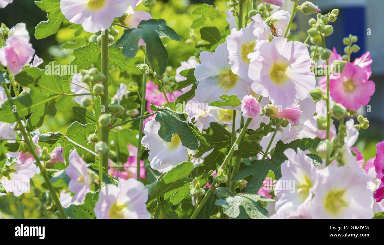 Summer background from blooming flowers of multi-colored mallow Stock ...