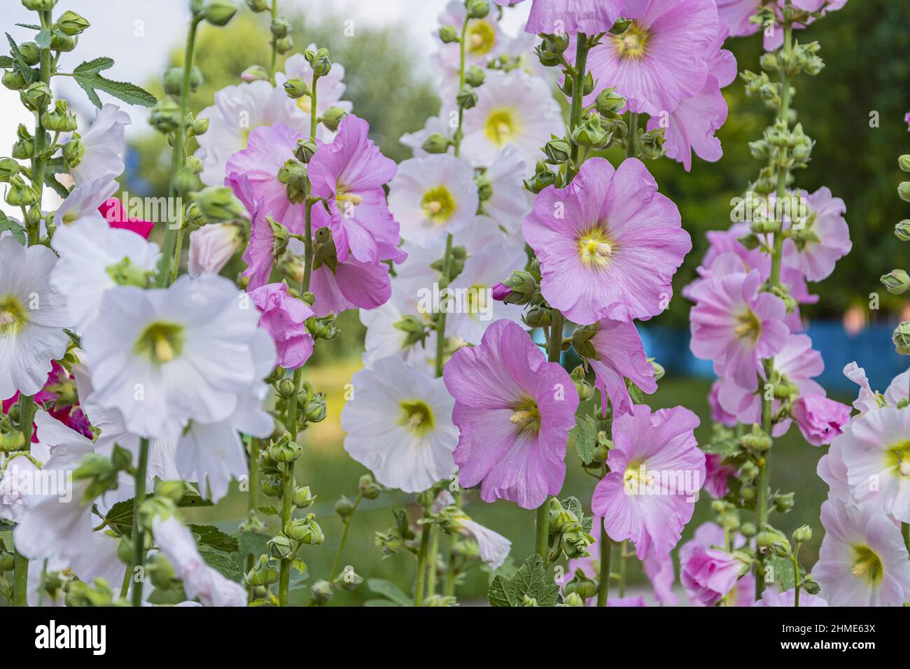 Summer background from blooming flowers of multi-colored mallow Stock ...