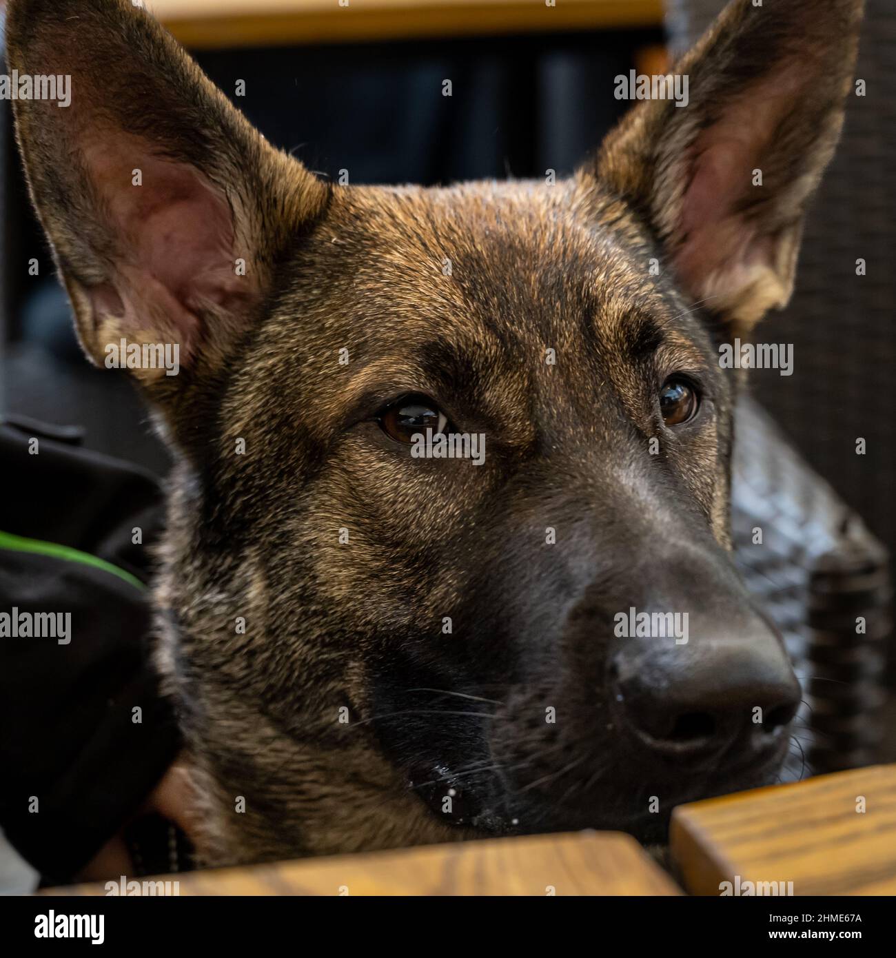A close-up picture of a seven-month-old German Shepherd. Sable colored ...