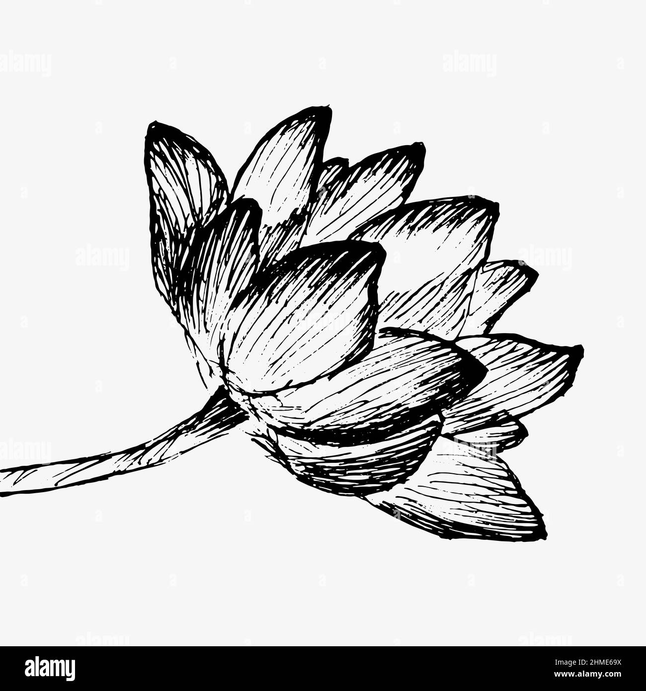 Hand drawn wildflower card Black and White Stock Photos & Images - Alamy