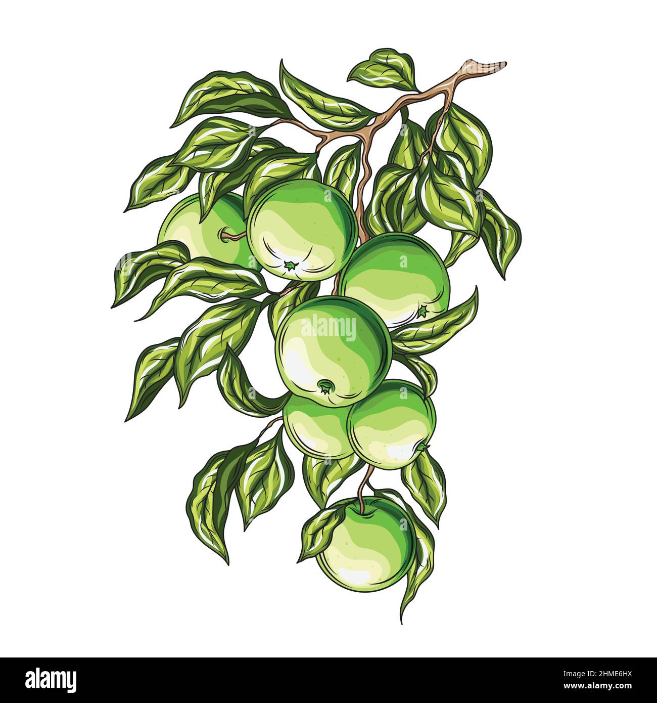 Old apples on tree branch Stock Vector Images - Alamy