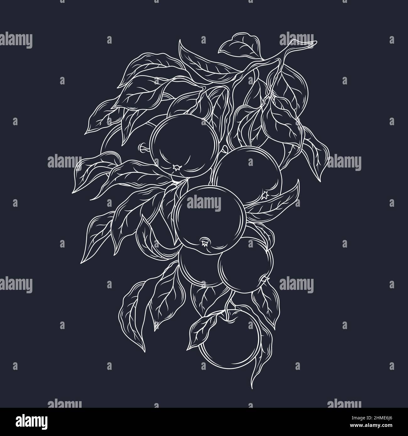Apple branch hand drawing vintage vector illustration Stock Vector ...