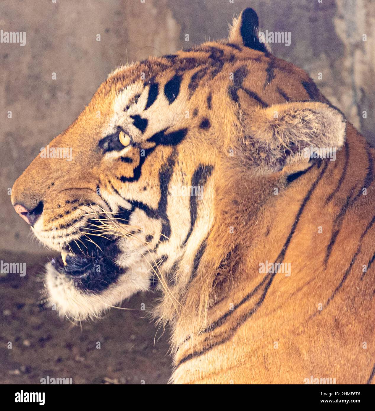 A Tiger sitting and resting Stock Photo - Alamy