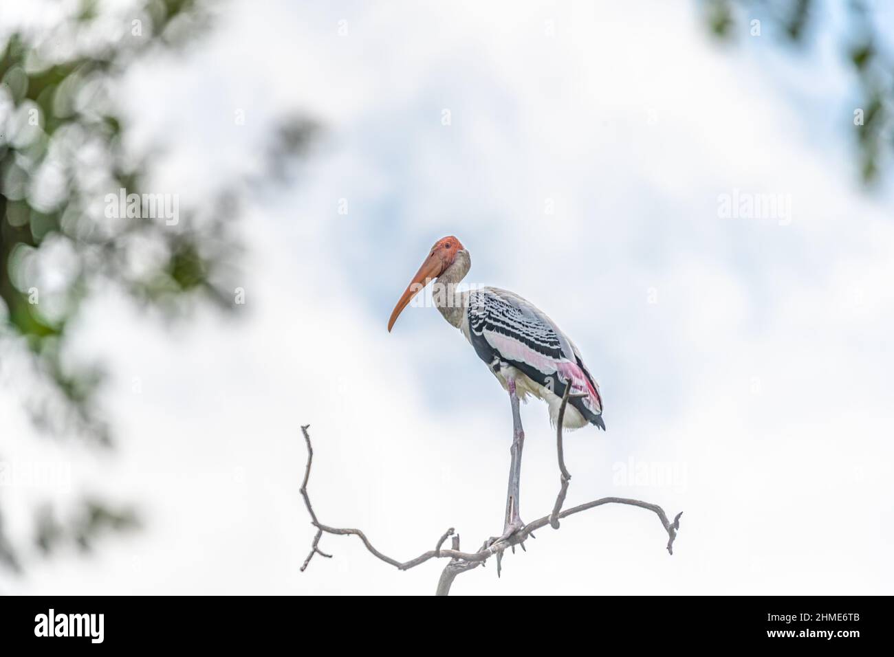 A painted stork on a tree Stock Photo - Alamy