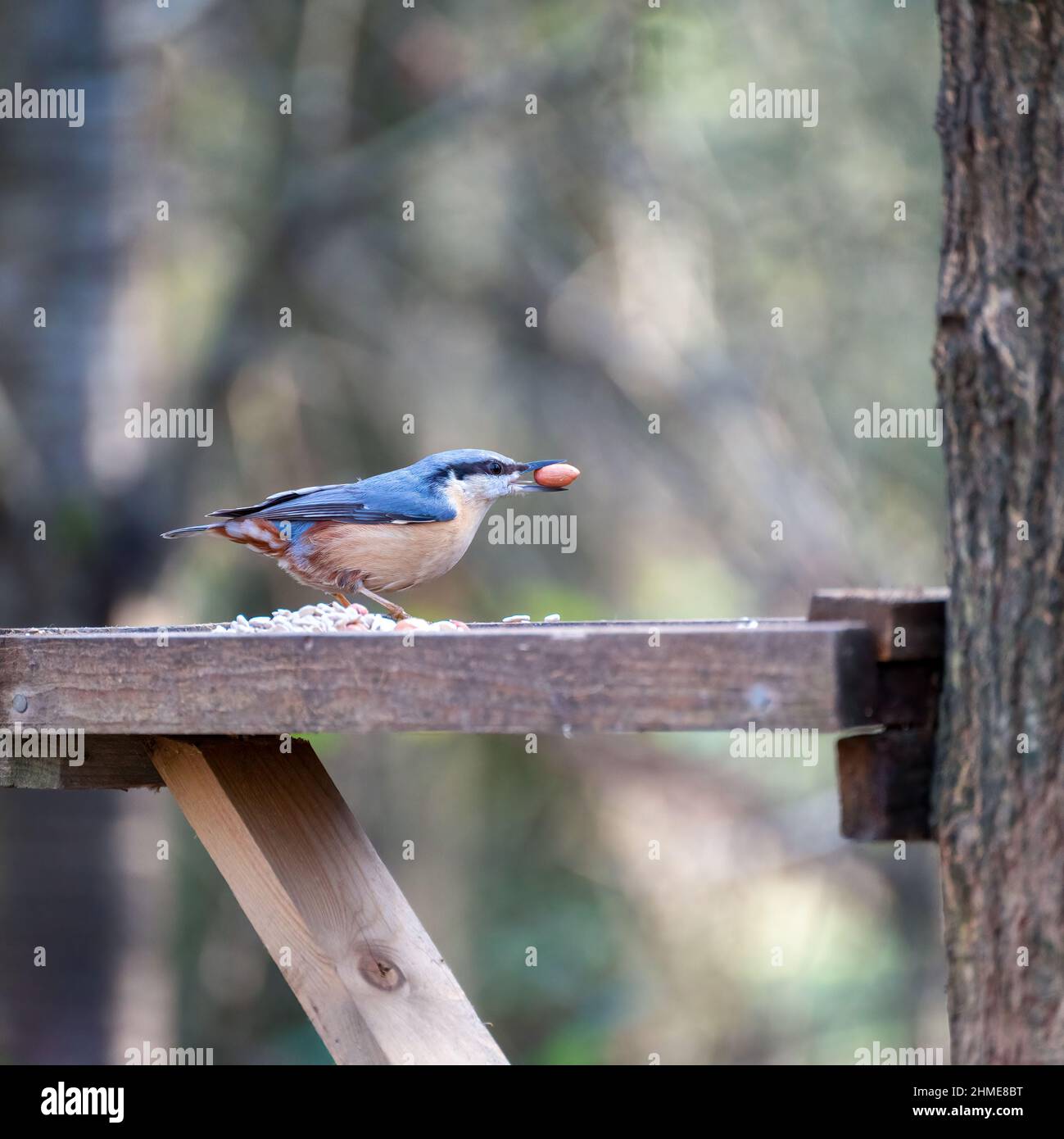 Nuthatch feeding at bird table hi-res stock photography and images - Alamy