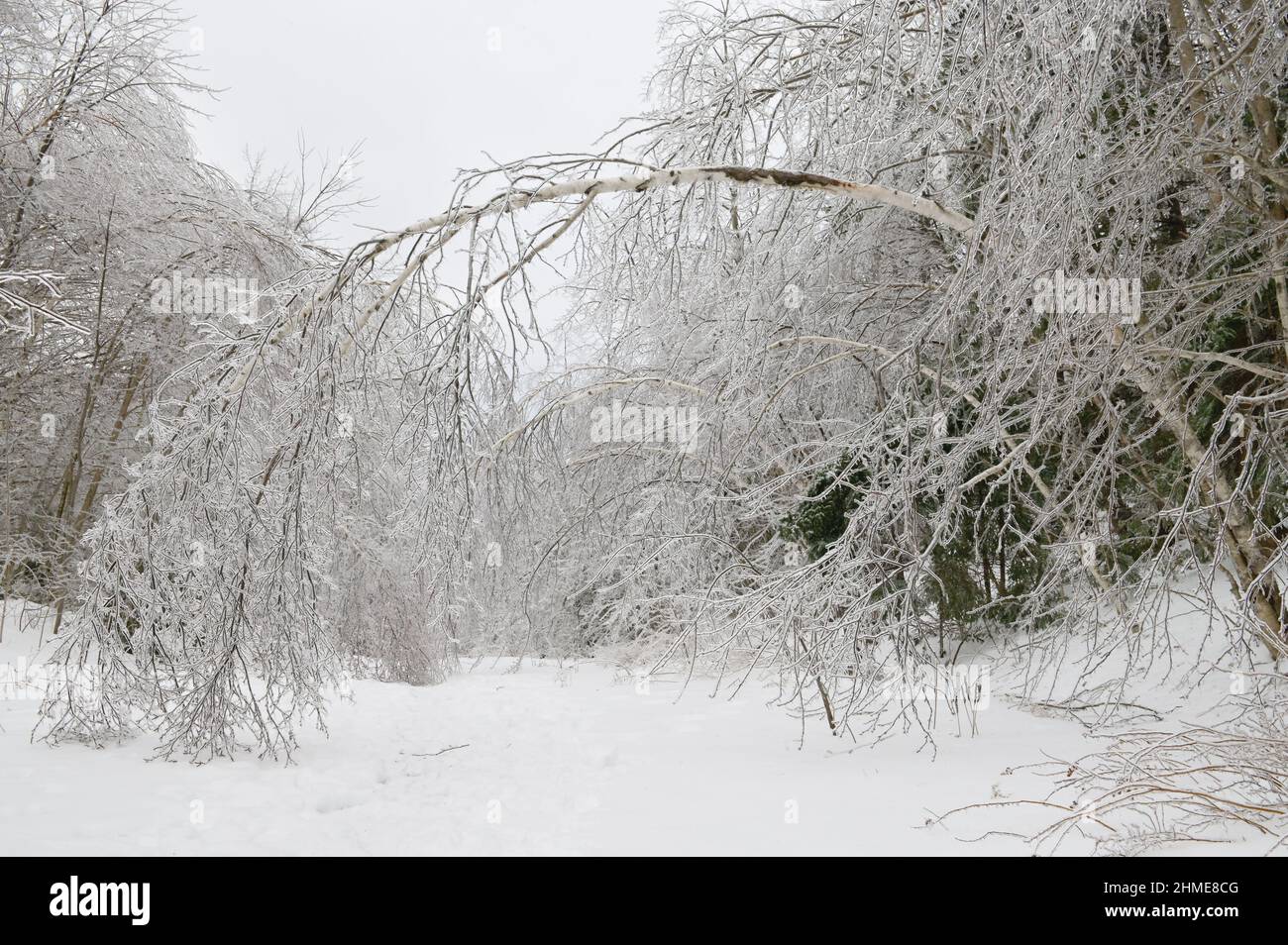 After a freezing rain. Branches are covered with ice and the tree ...