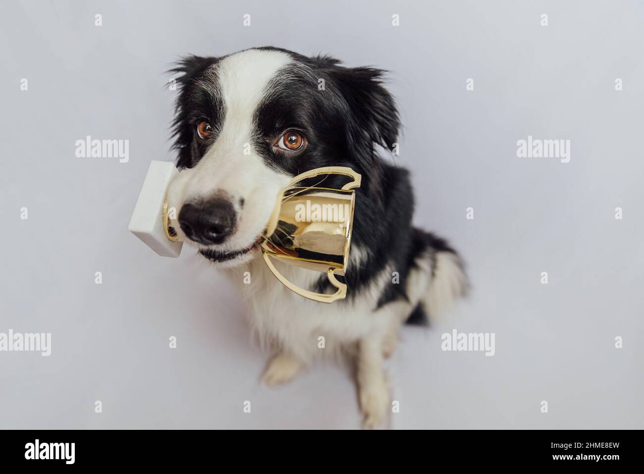 Cute puppy dog border collie holding gold champion trophy cup in mouth ...