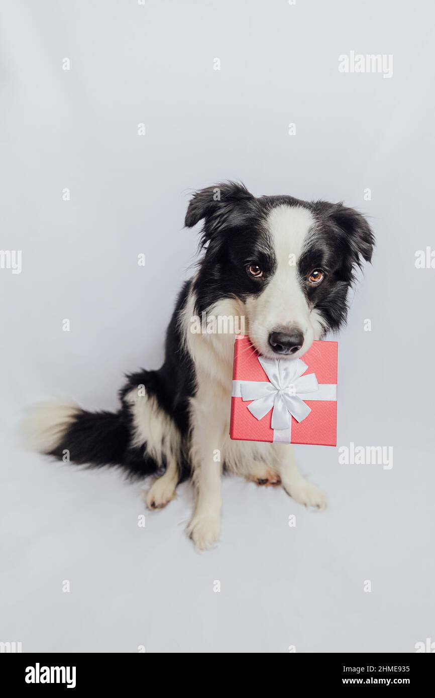 Puppy dog border collie holding red gift box in mouth isolated on white ...