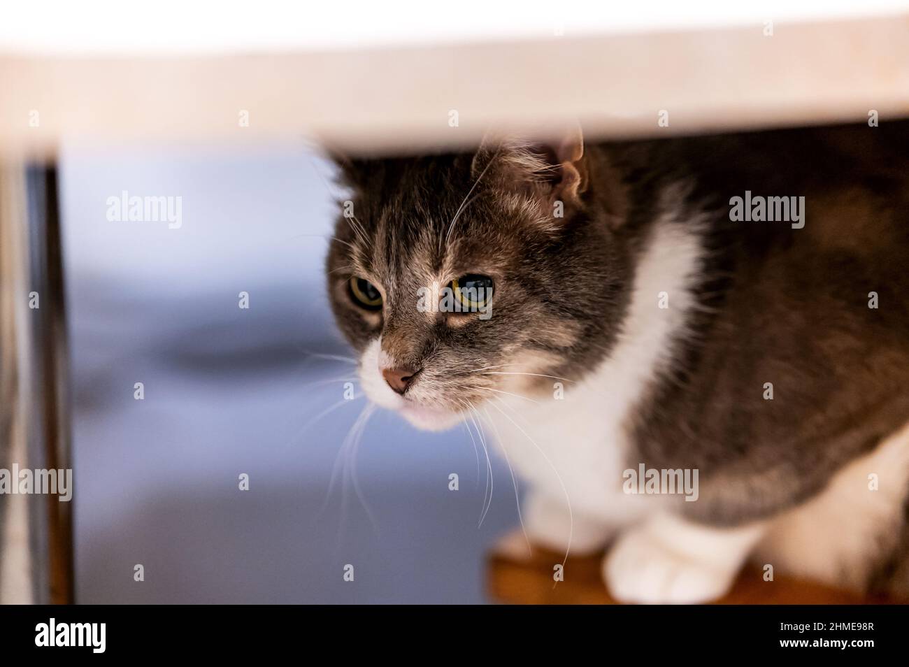 Cat hiding under table hi-res stock photography and images - Alamy