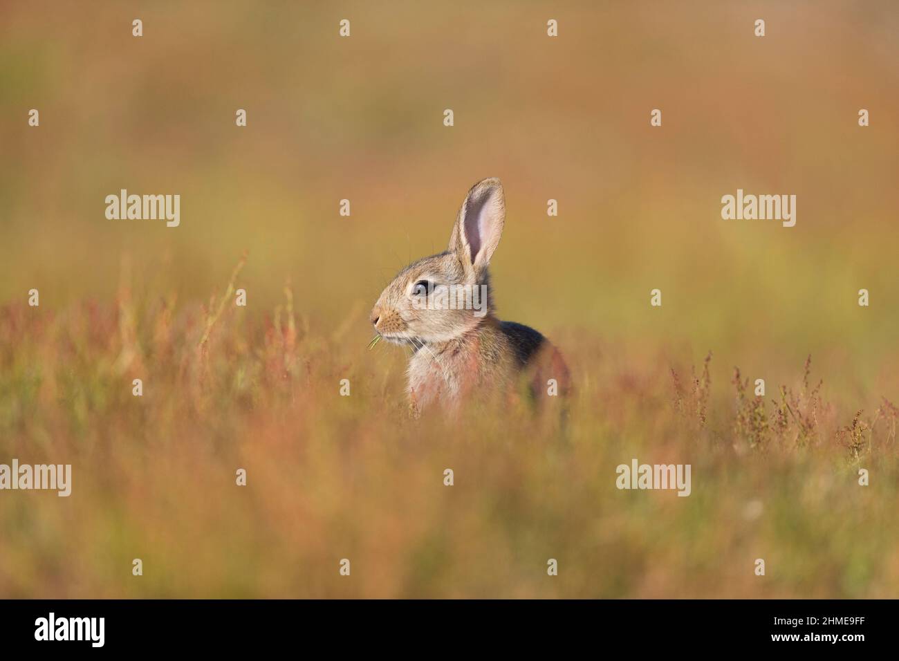 European Rabbit (Oryctolagus cuniculus) young standing on grassland ...