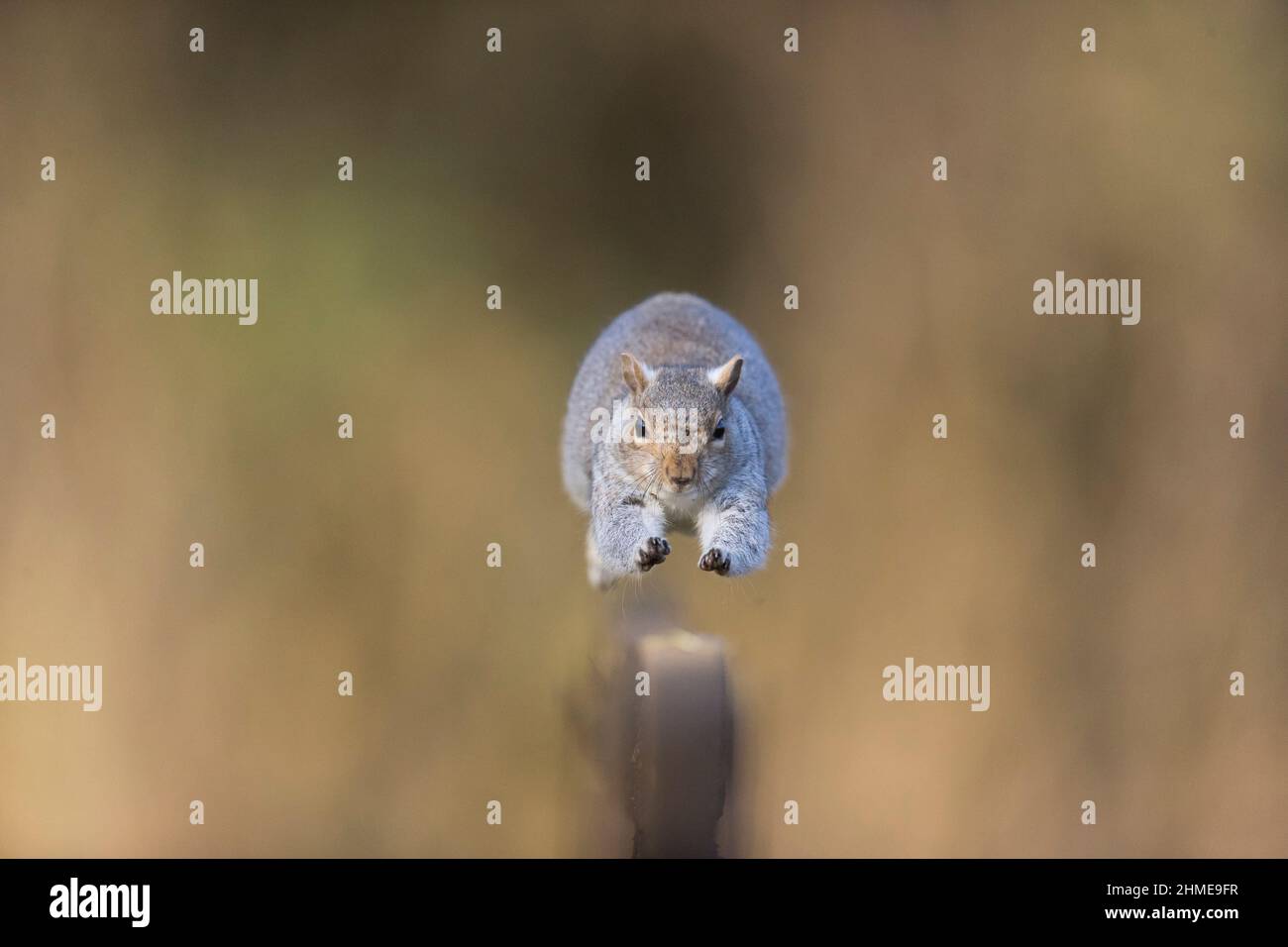 Eastern Grey Squirrel (Sciurus carolinensis) introduced species, adult ...